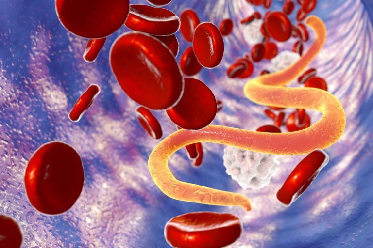 Parasite in human blood - ACRP